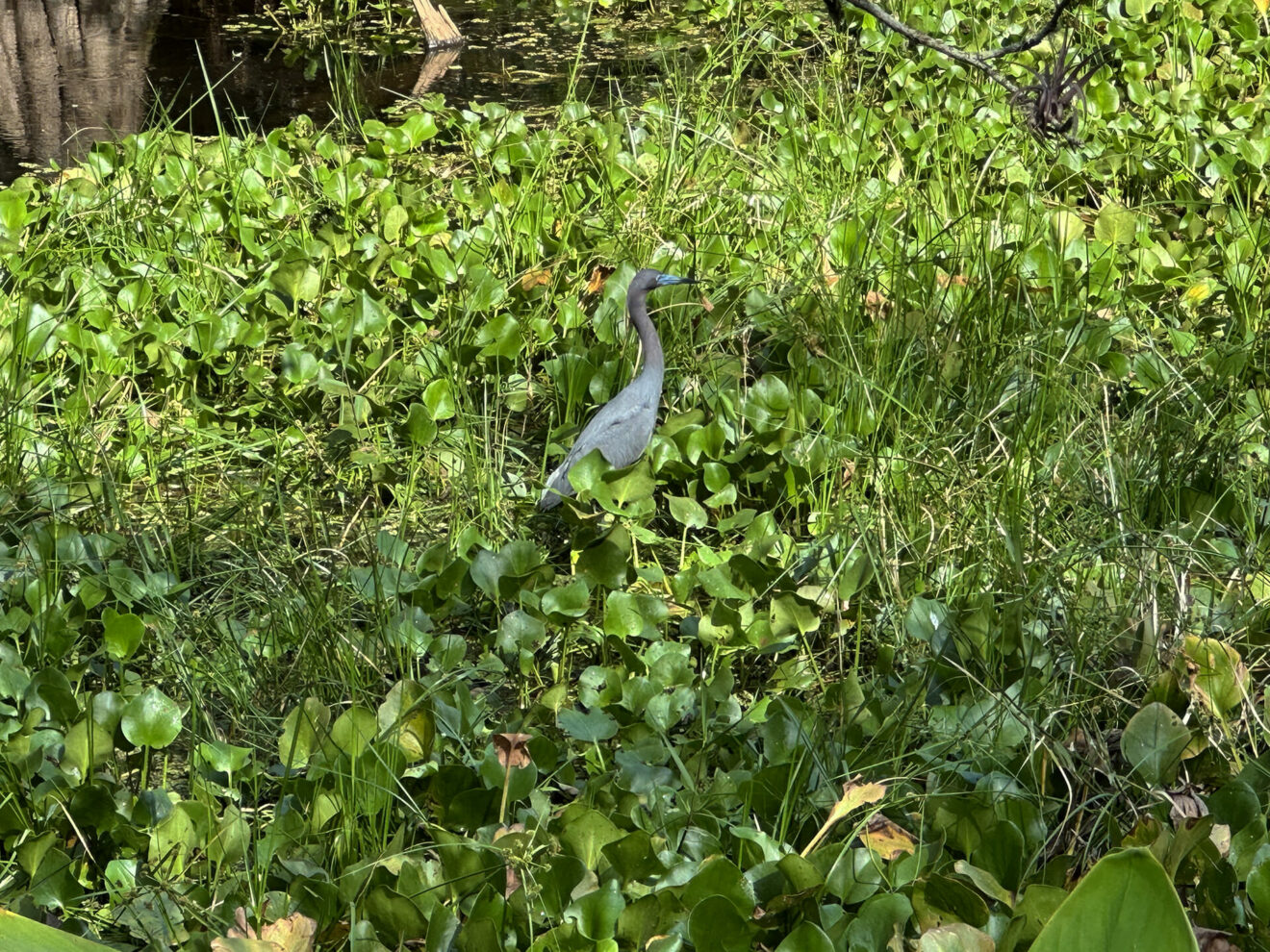 The Real Magic Kingdom: Florida’s Corkscrew Swamp – World Sensorium ...