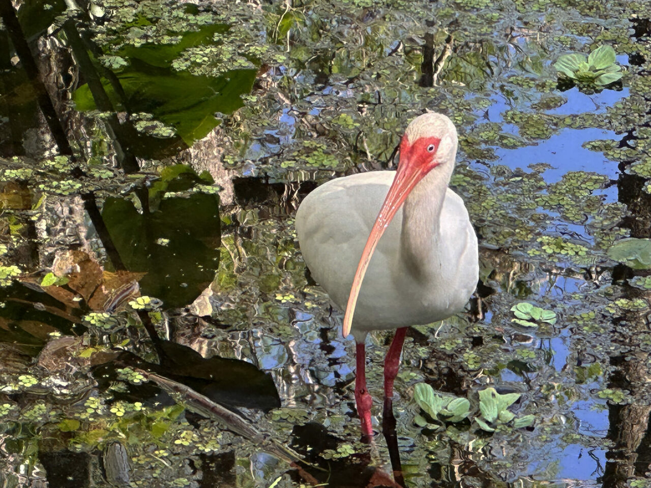 The Real Magic Kingdom: Florida’s Corkscrew Swamp – World Sensorium ...