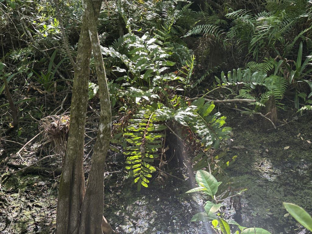 The Real Magic Kingdom: Florida’s Corkscrew Swamp – World Sensorium ...
