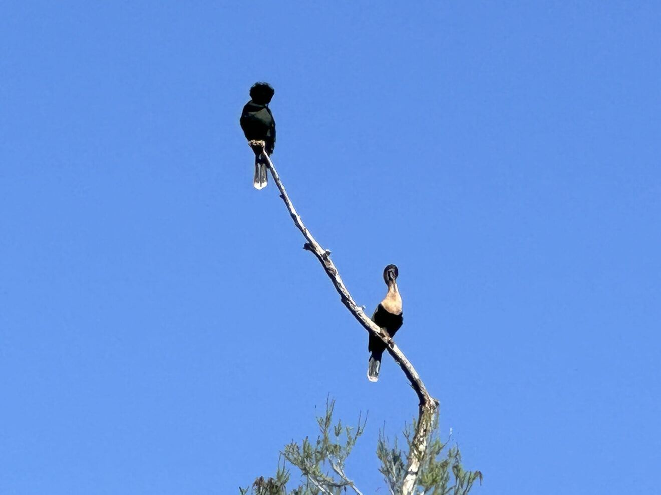 The Real Magic Kingdom: Florida’s Corkscrew Swamp – World Sensorium ...