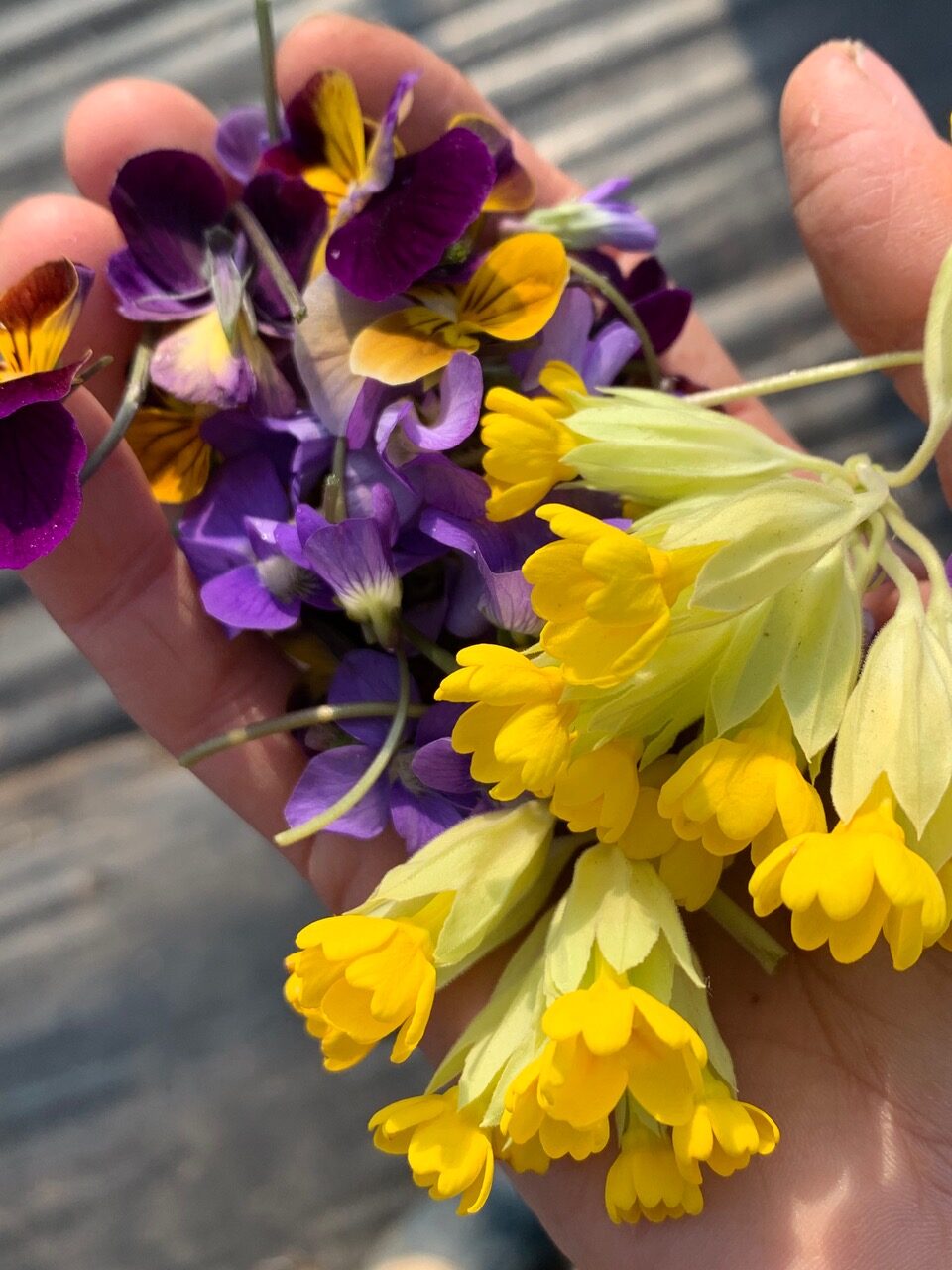 Deirdre Fraser: The Plant Wizard of Pearl Morissette – World Sensorium ...