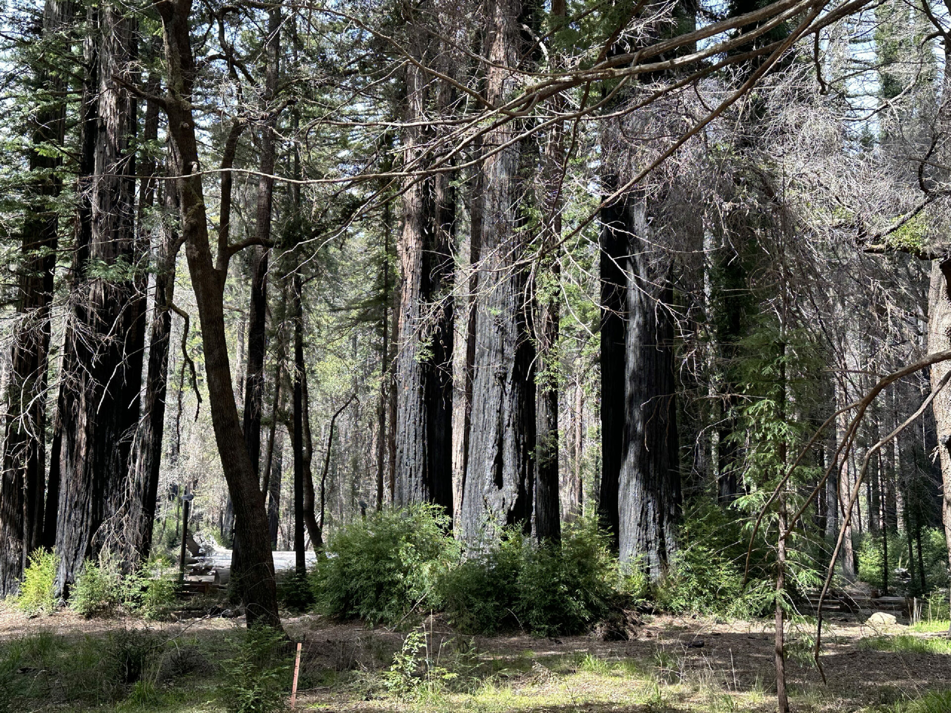 The Regenerating Power of Big Basin’s Redwoods – World Sensorium ...