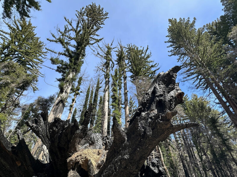 The Regenerating Power of Big Basin’s Redwoods – World Sensorium ...