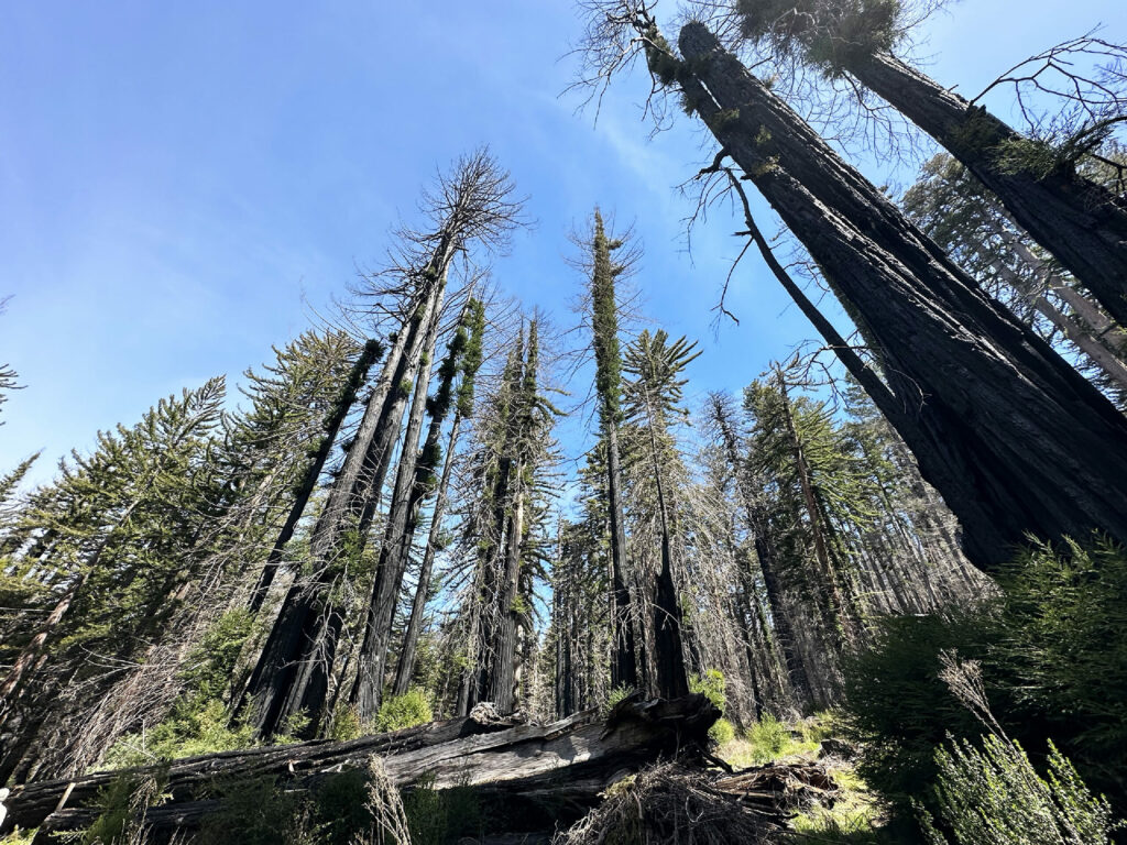 The Regenerating Power of Big Basin’s Redwoods – World Sensorium ...