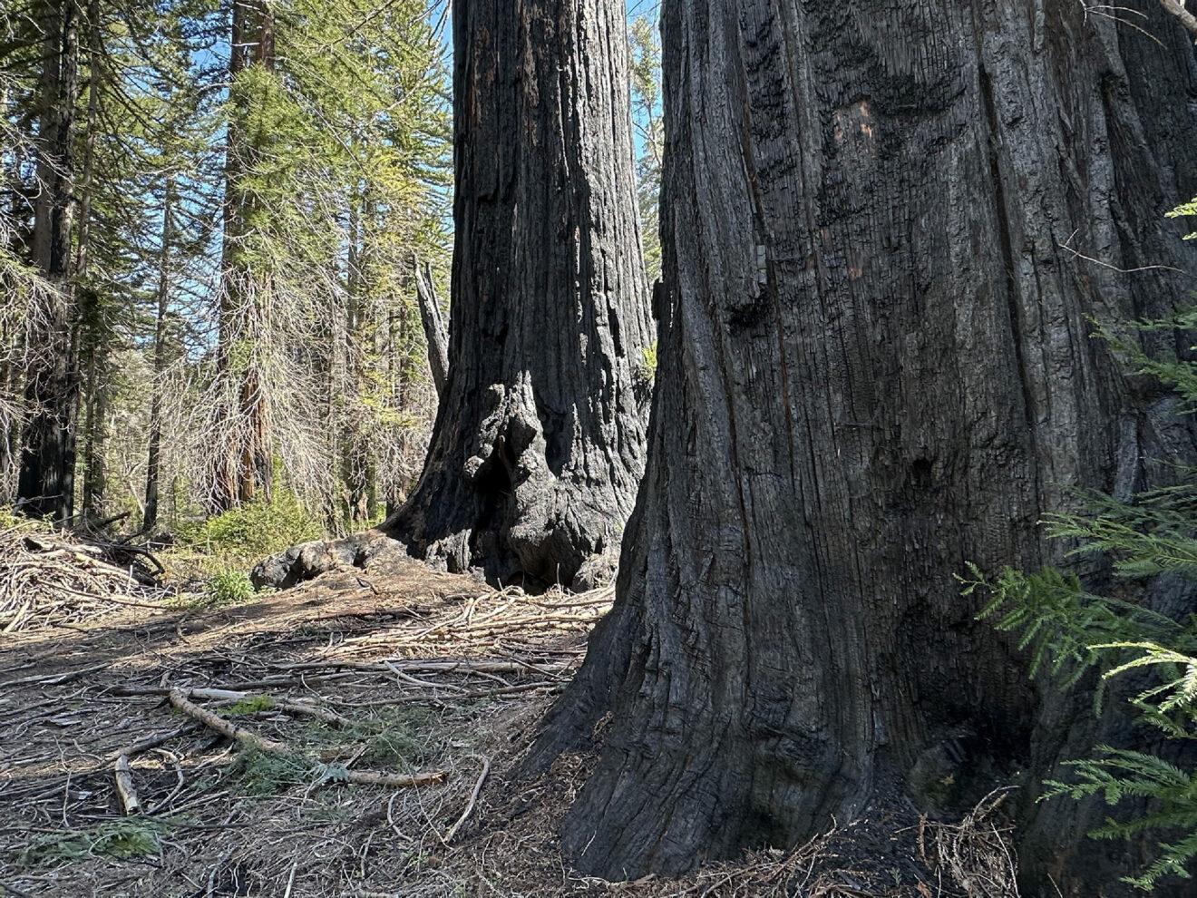 The Regenerating Power of Big Basin’s Redwoods – World Sensorium ...