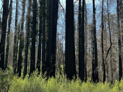The Regenerating Power of Big Basin’s Redwoods – World Sensorium ...