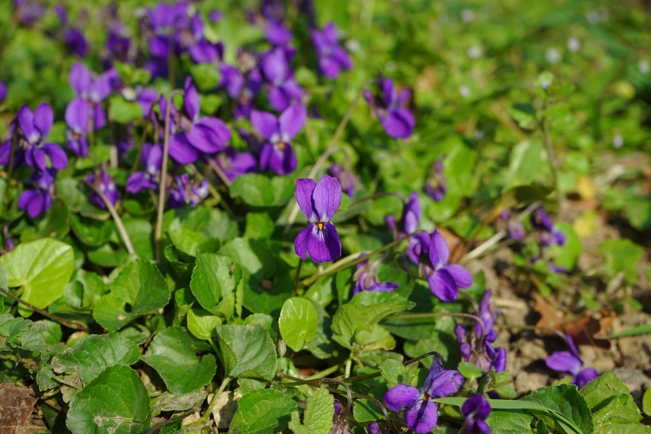 Viriditas: Musings on Magical Plants – World Sensorium / Conservancy