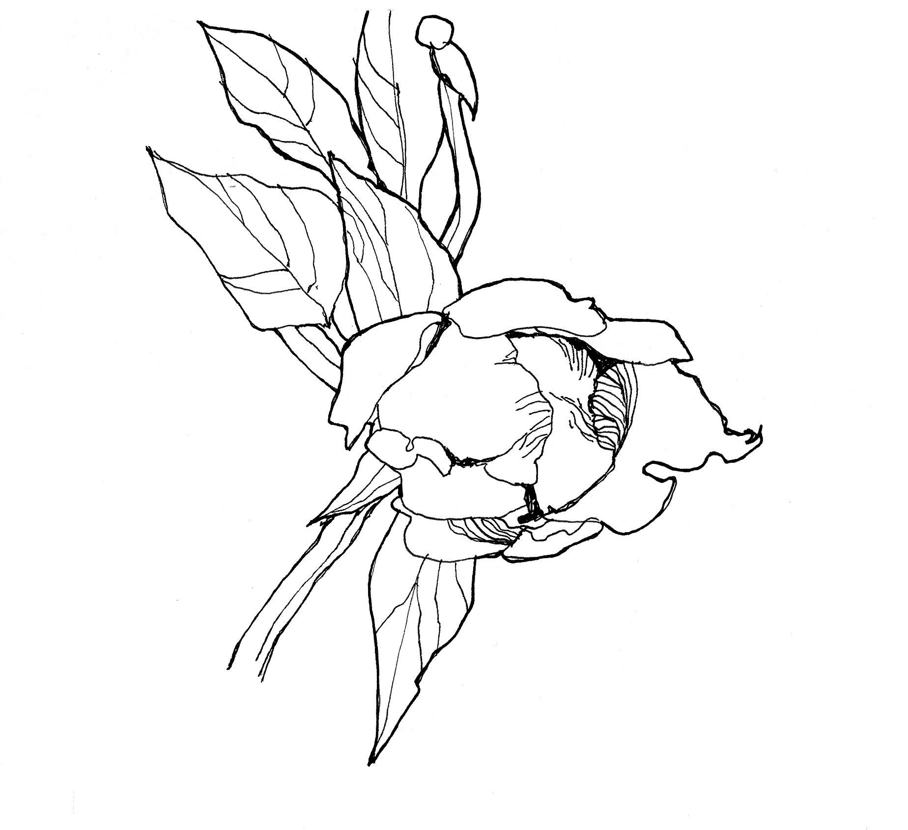 Nature Sketching with WSC-June: Line Drawing with Attention to Fine ...