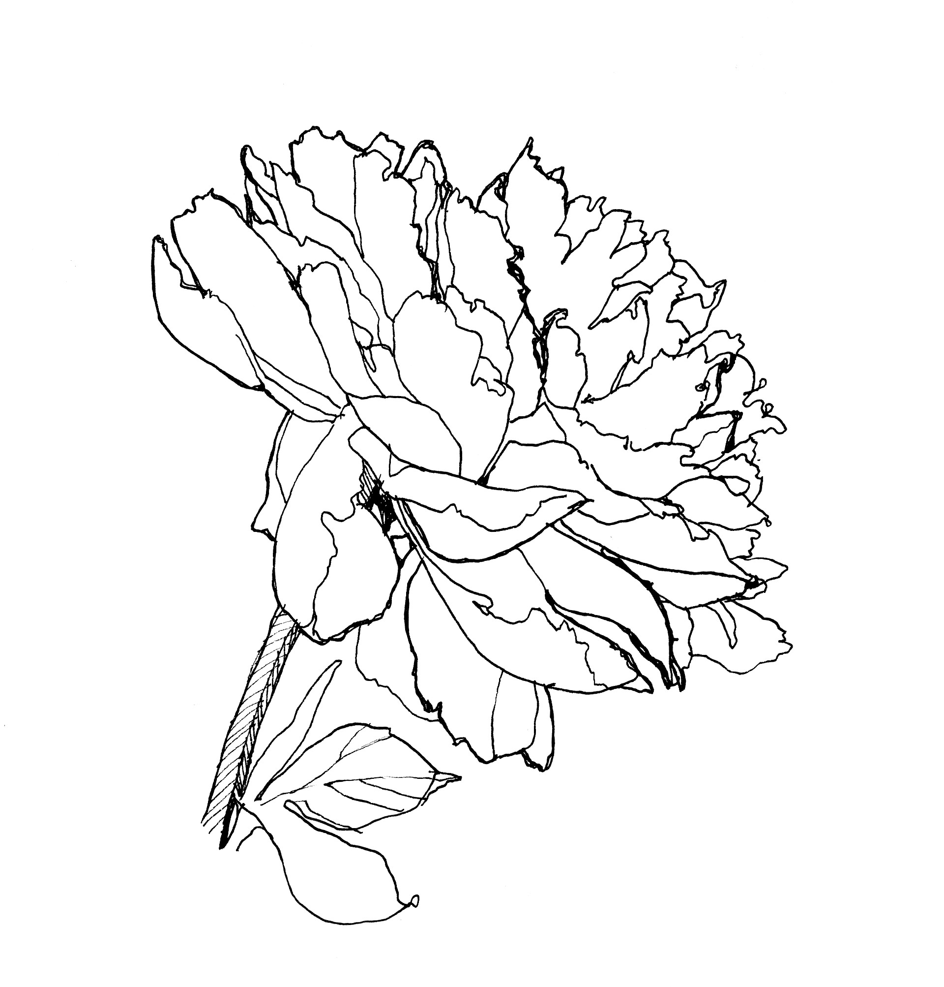 Nature Sketching with WSC-June: Line Drawing with Attention to Fine ...