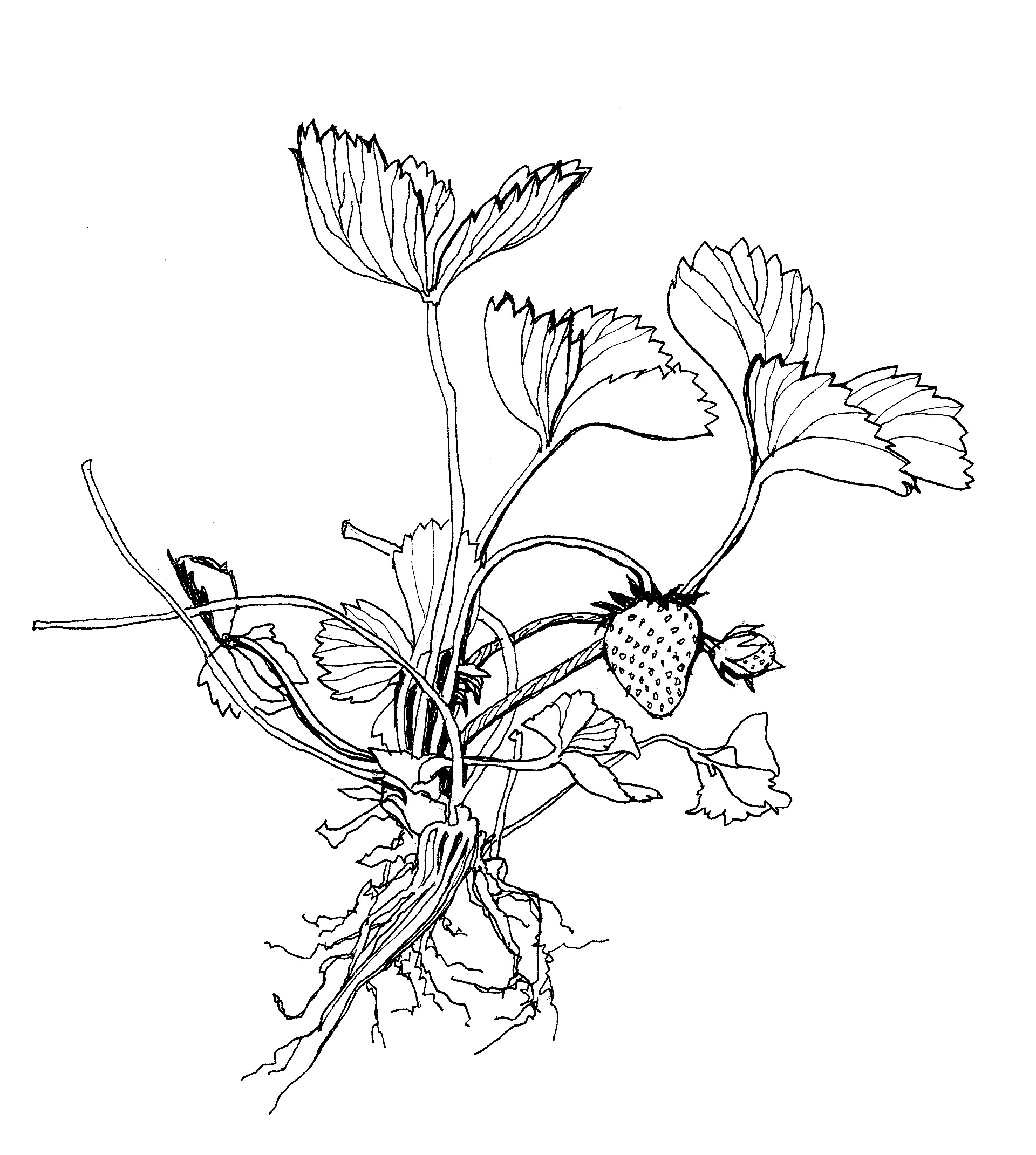 Nature Sketching with WSC-June: Line Drawing with Attention to Fine ...