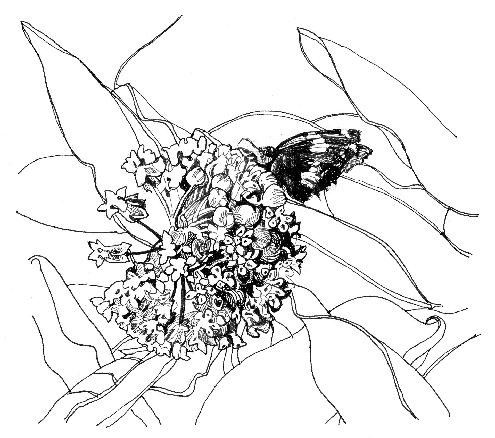 Nature Sketching with WSC-July: Capturing Natures Textures, Colors and ...