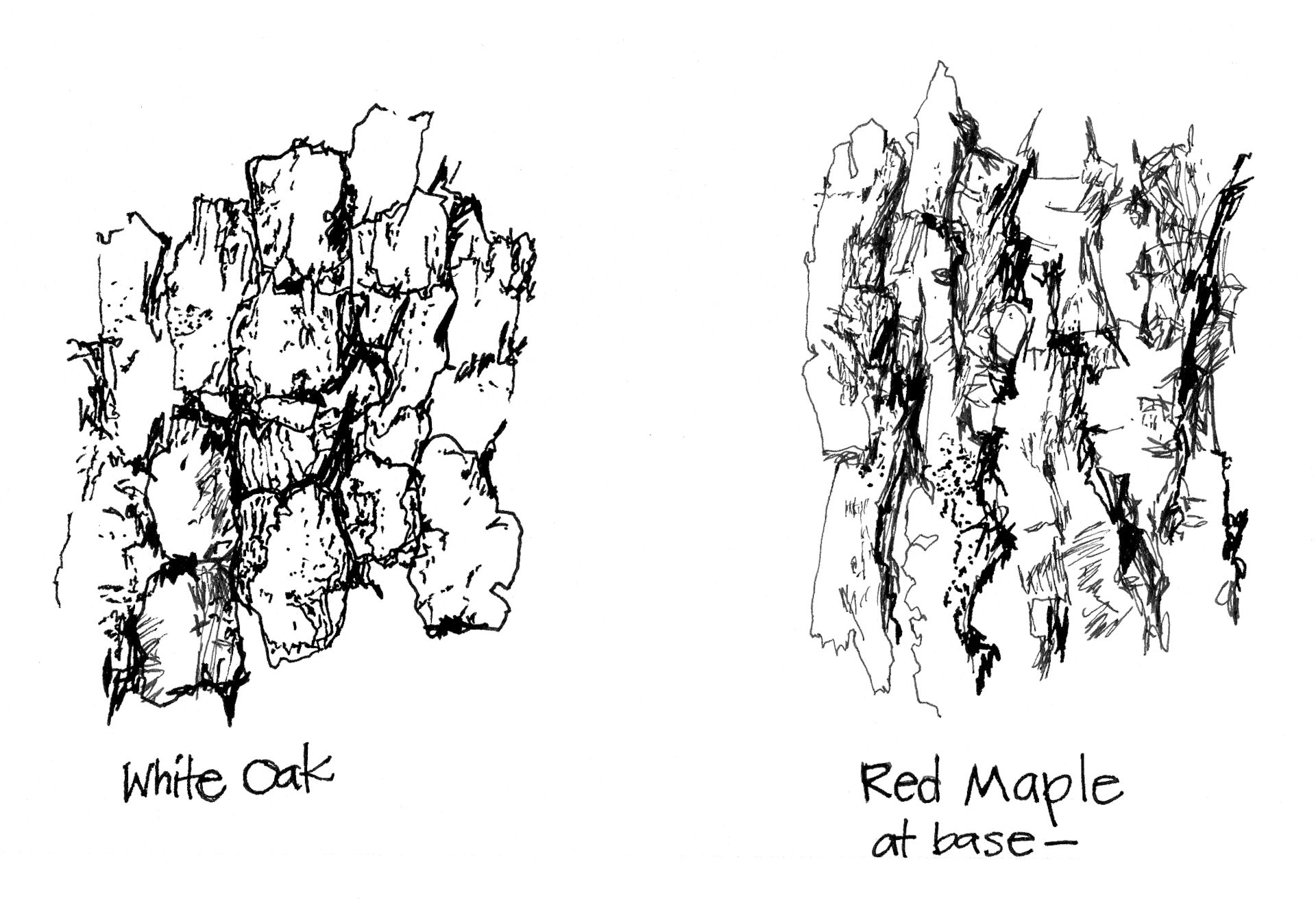 Nature Sketching with WSC-September: Drawing Trees, Observing Form ...