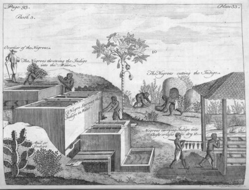 Exploring the Vibrant World of Indigo: History, Controversies, and ...