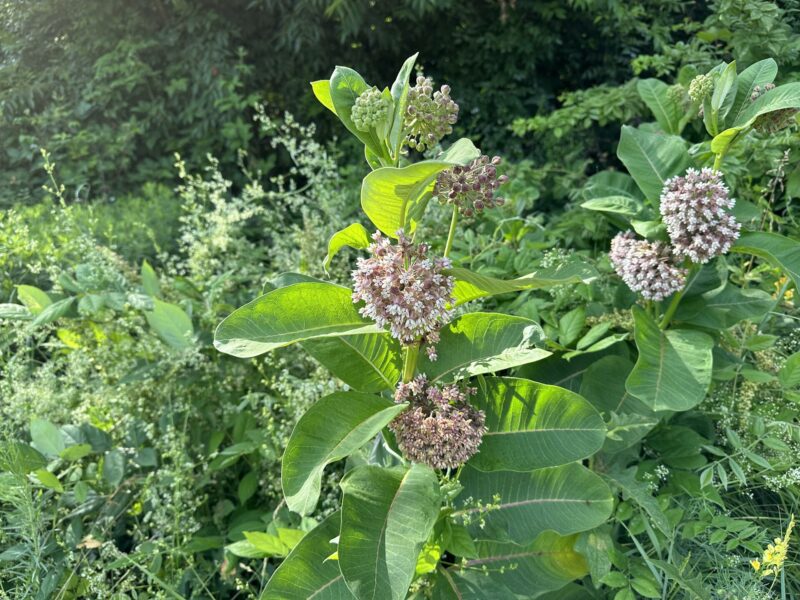 Plants That Take the Heat – World Sensorium / Conservancy