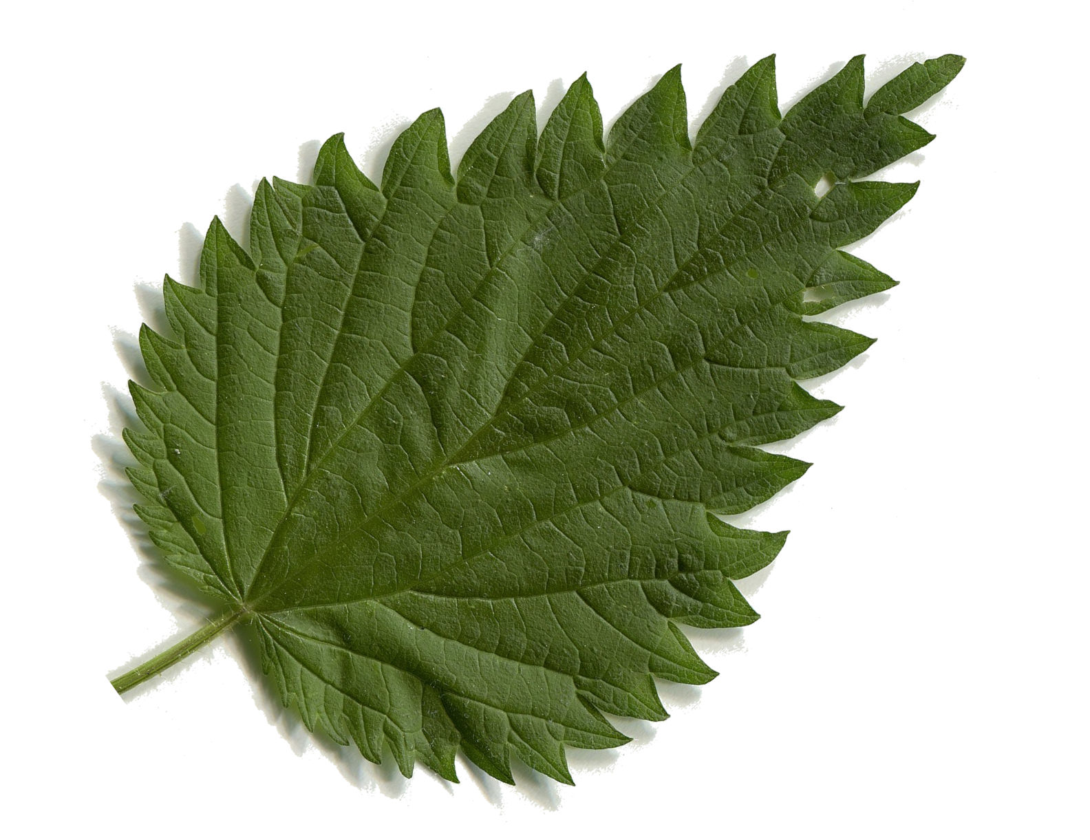 The Caterpillar and the Stinging Nettle – World Sensorium / Conservancy