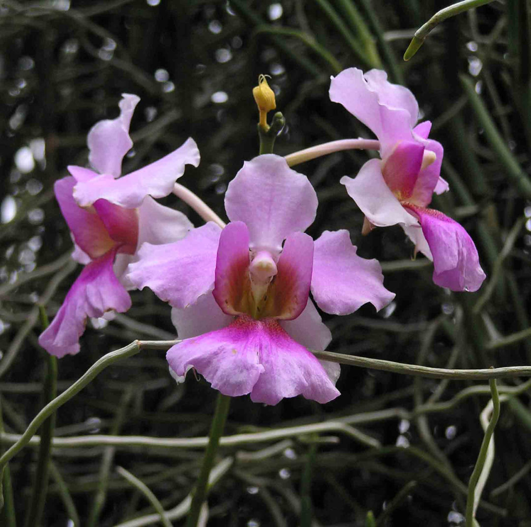 Singapore – World Sensorium / Conservancy