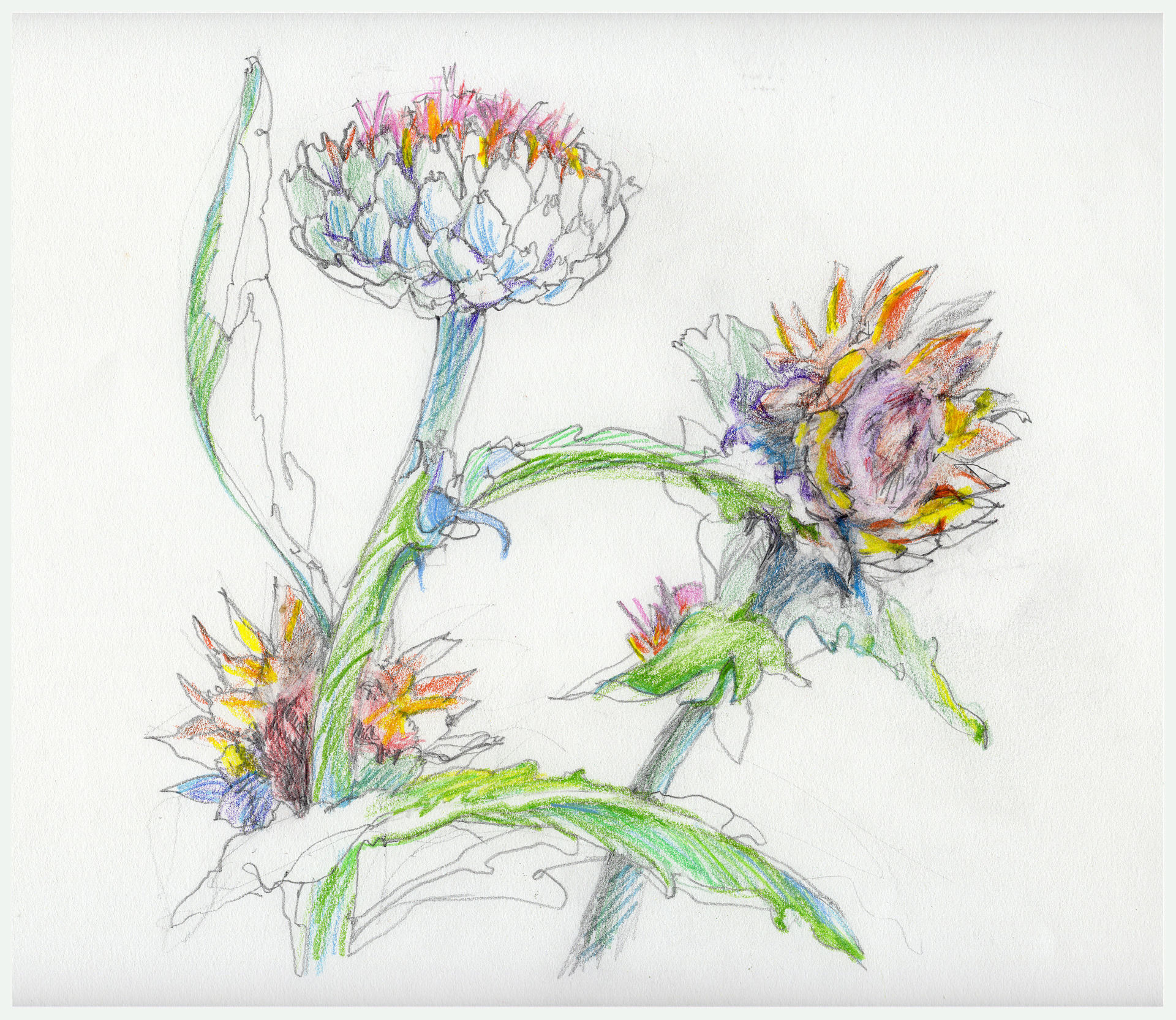 Nature Sketching with WSC-August: Depicting Flowering Plants in Color ...