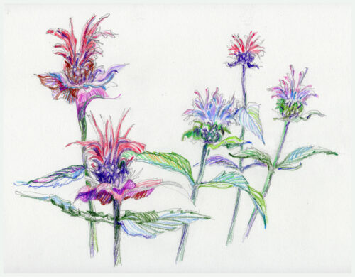 Nature Sketching with WSC-August: Depicting Flowering Plants in Color ...