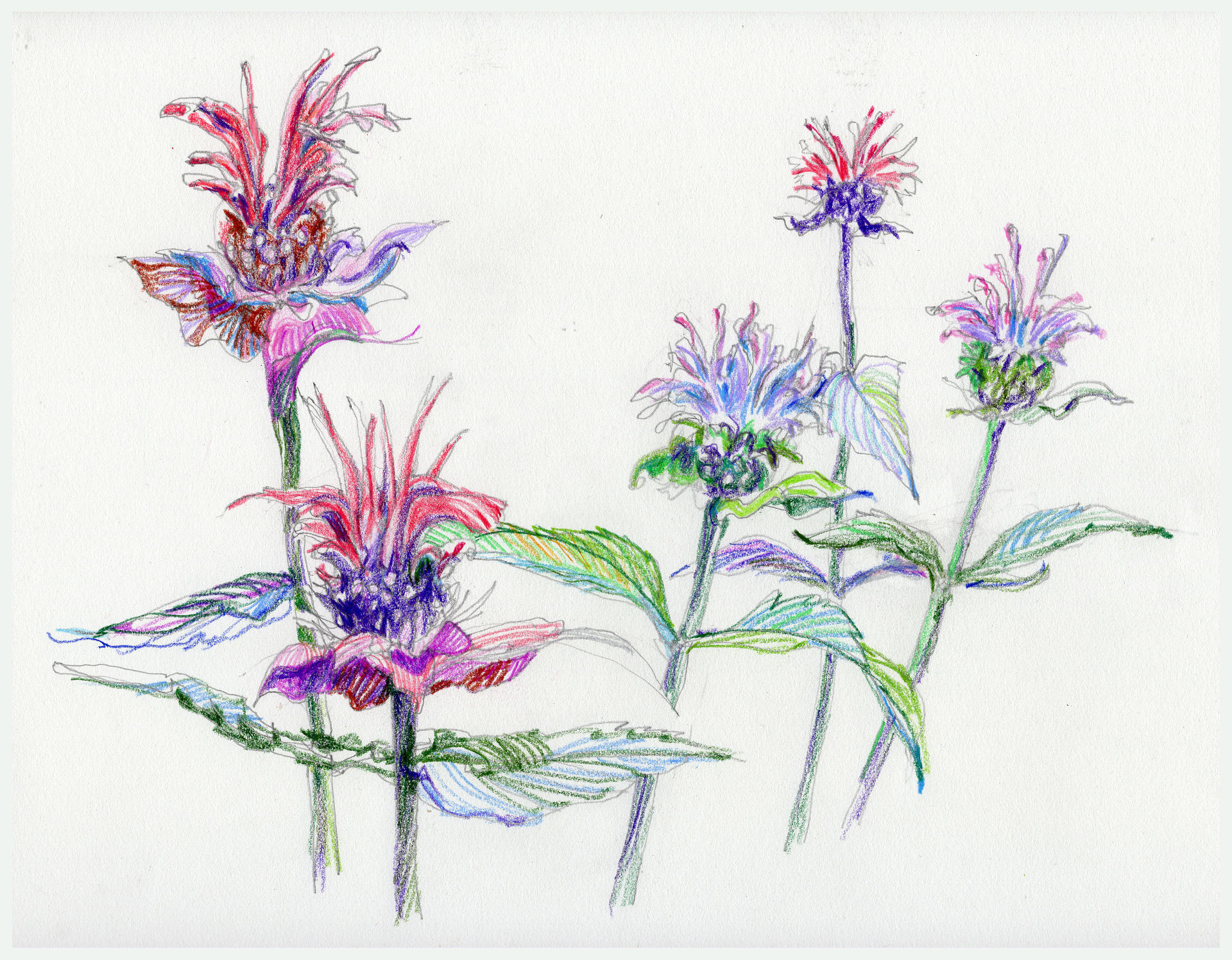 Nature Sketching with WSC-August: Depicting Flowering Plants in Color ...