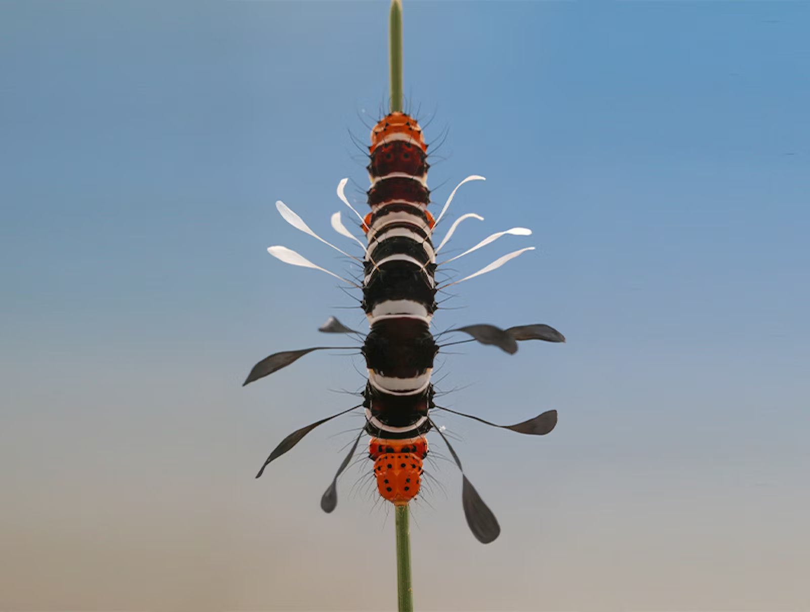 The Very Hungry Caterpillar and the Ecosystem – World Sensorium ...