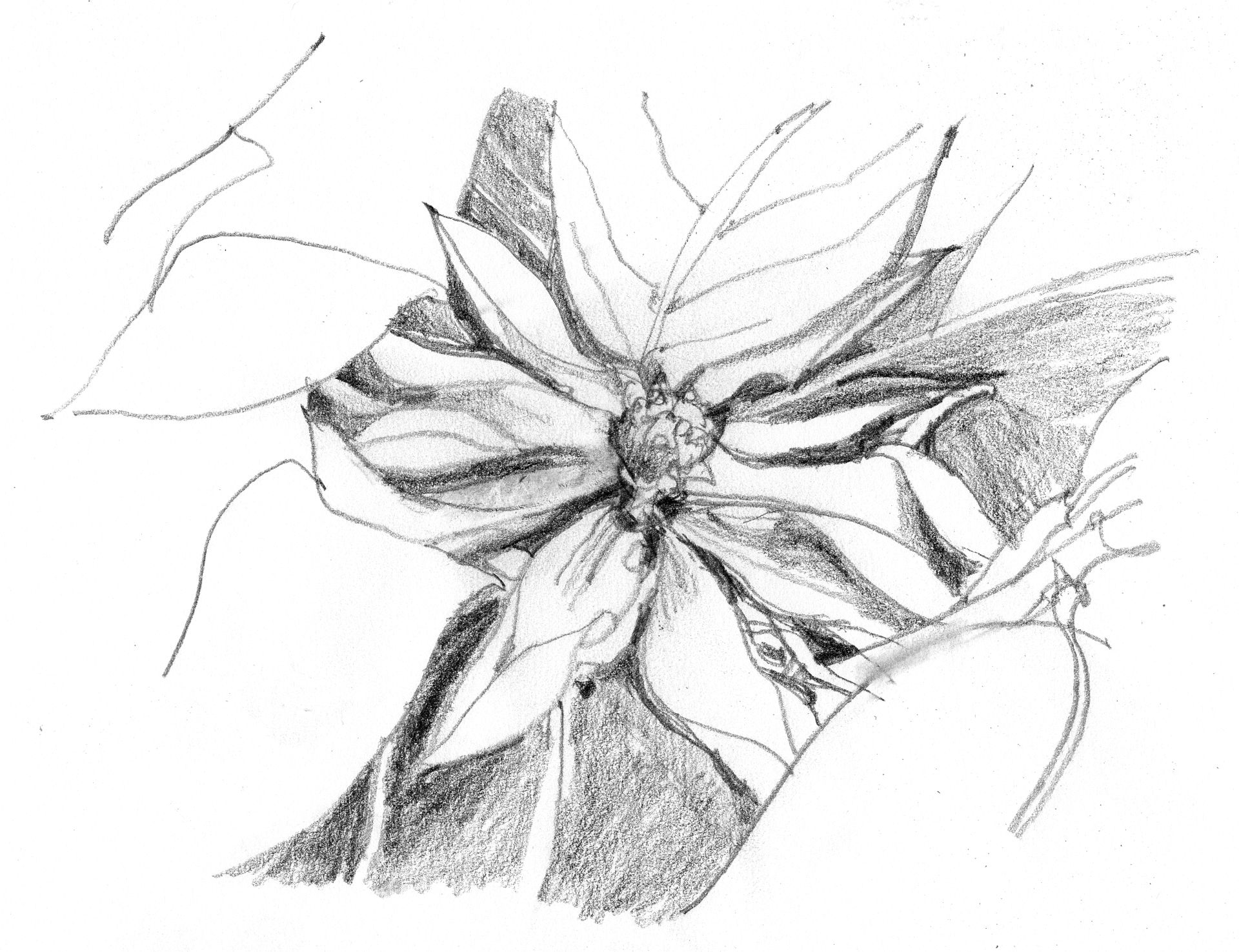 Nature Sketching with WSC-September: Drawing Trees, Observing Form ...