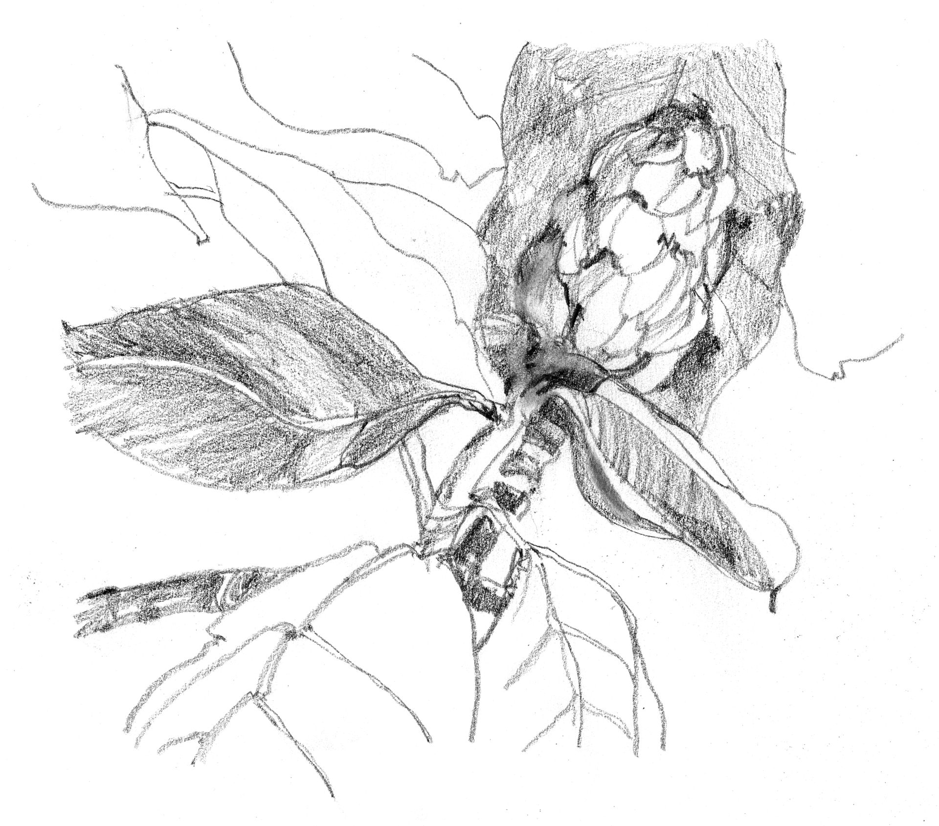 Nature Sketching with WSC-September: Drawing Trees, Observing Form ...