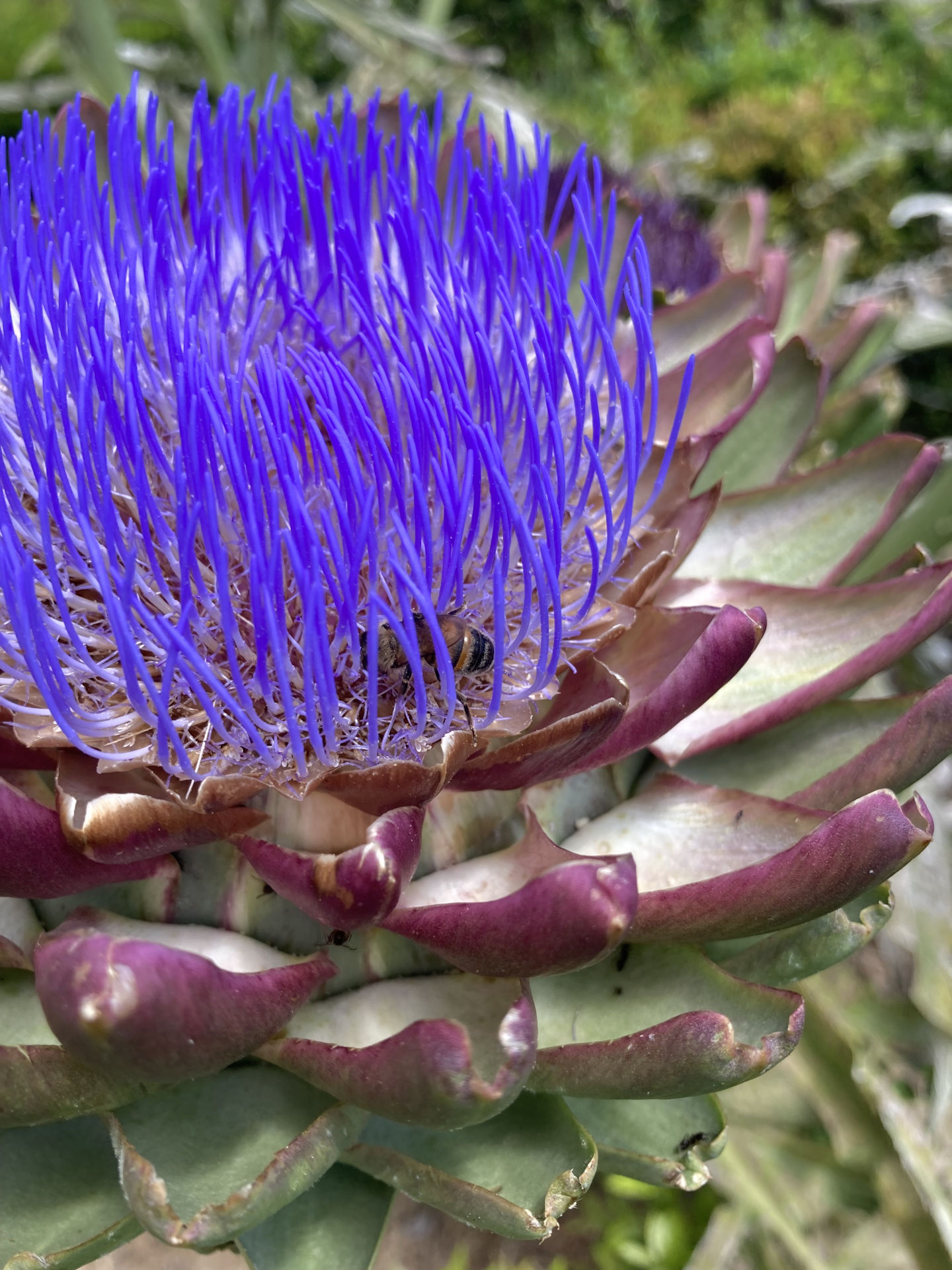 The Artichoke Blossom, an Exploding Castle – World Sensorium / Conservancy