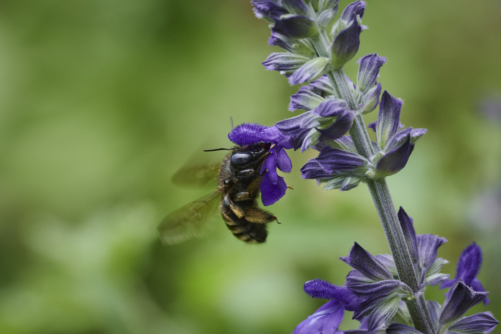 Proboscis, Pollen, and the Rapture of Interspecies Intimacy – World ...