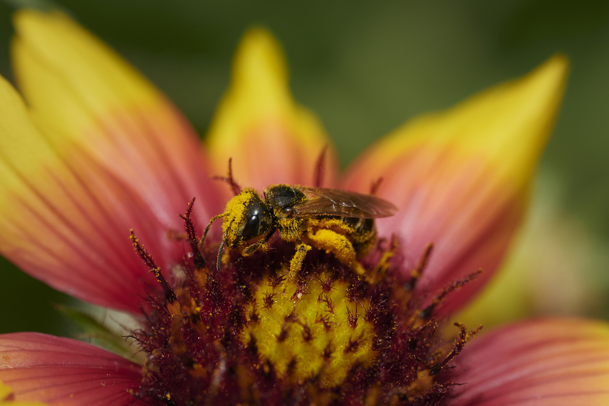 Proboscis, Pollen, and the Rapture of Interspecies Intimacy – World ...