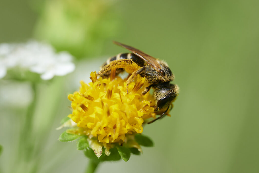 Proboscis, Pollen, and the Rapture of Interspecies Intimacy – World ...