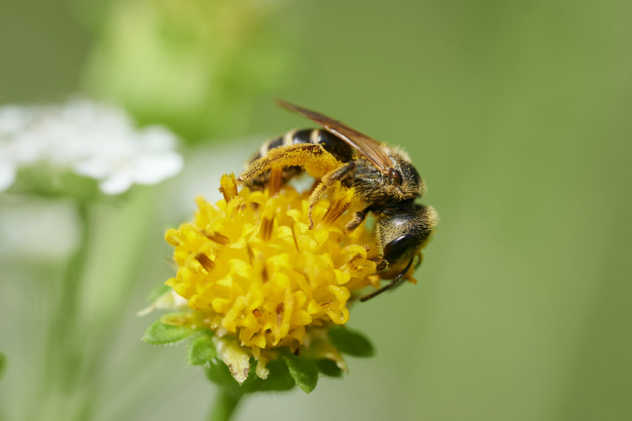 Proboscis, Pollen, and the Rapture of Interspecies Intimacy – World ...