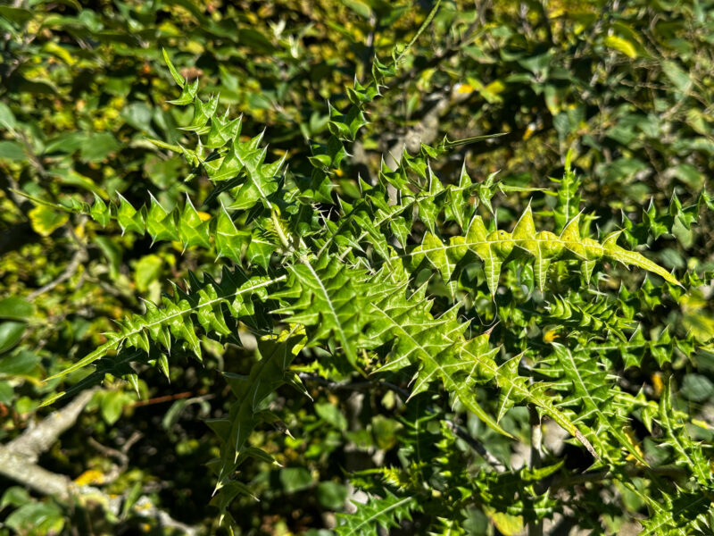 The Garden of the Five Senses – World Sensorium / Conservancy