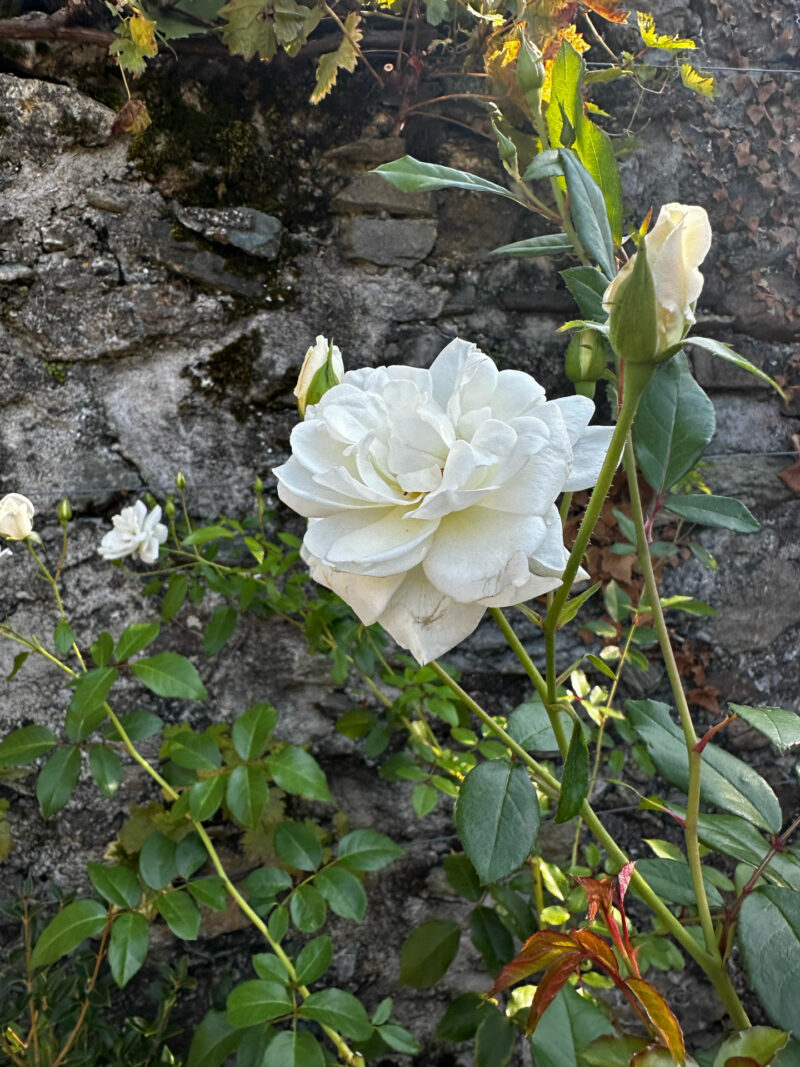 The Garden of the Five Senses – World Sensorium / Conservancy