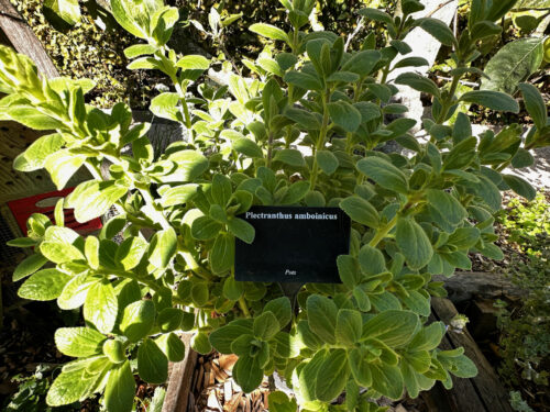 The Garden of the Five Senses – World Sensorium / Conservancy