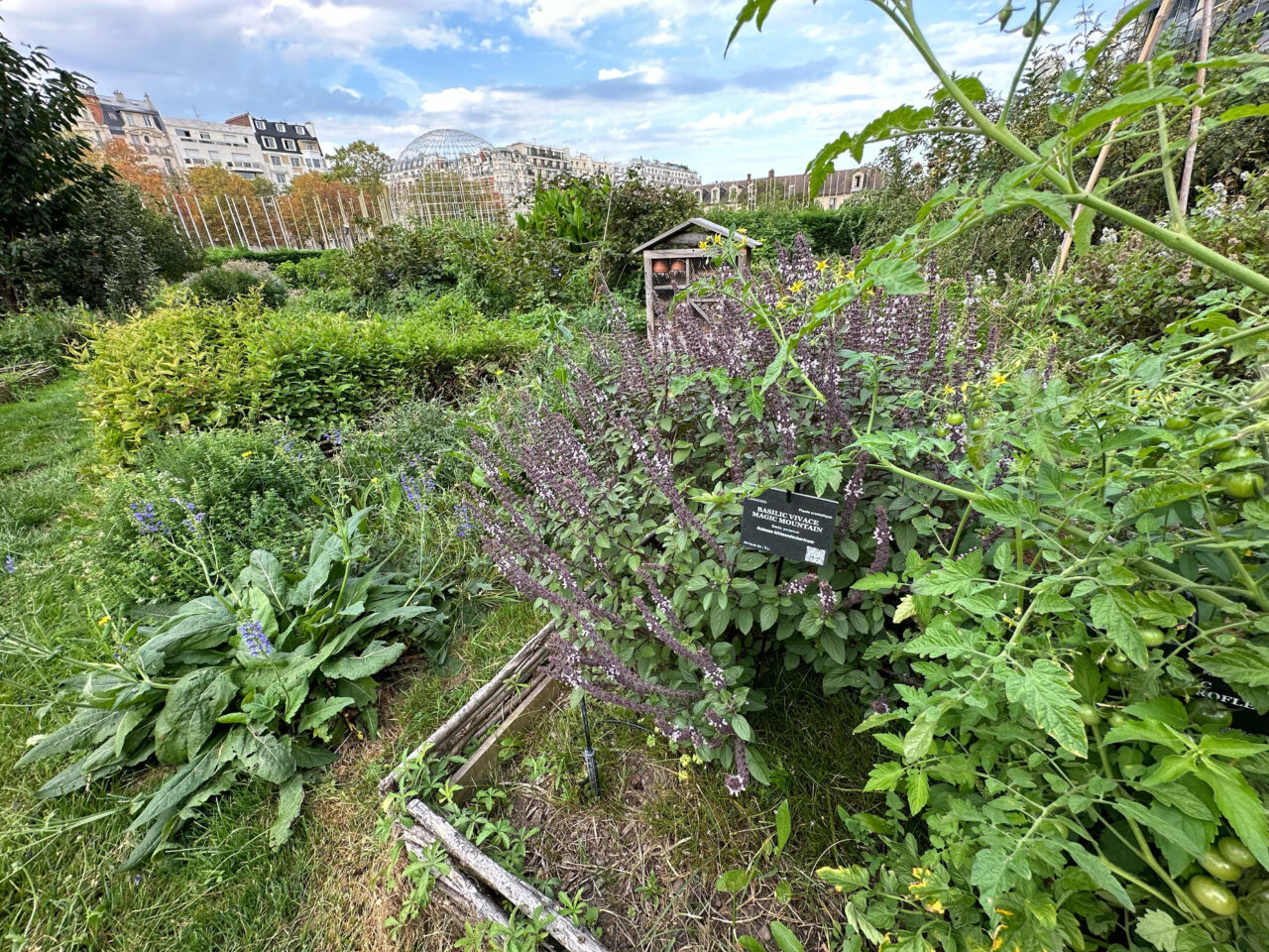 A Flourishing Vegetable and Biodiversity Garden at UNESCO: An Interview ...