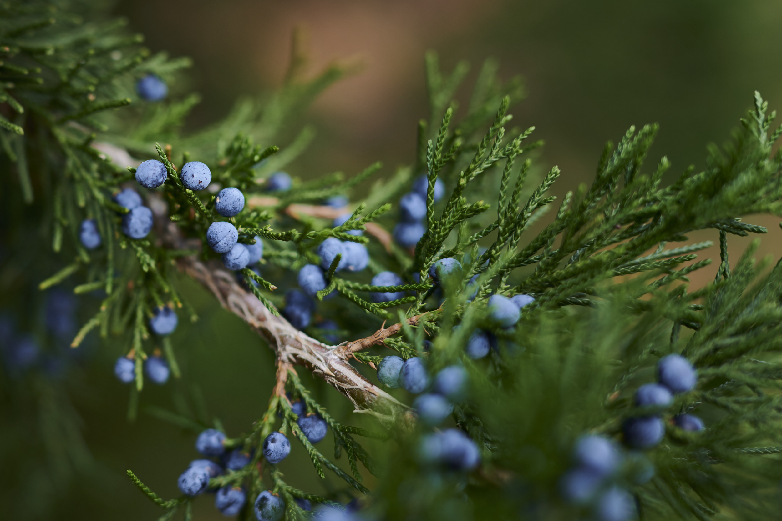 Viriditas: Musings on Magical Plants: Juniperus spp. – World Sensorium ...