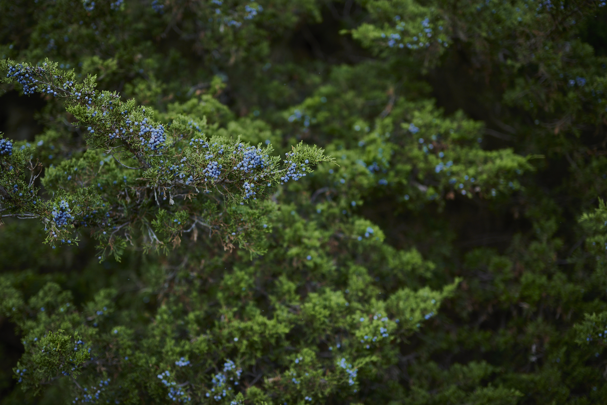 Viriditas: Musings on Magical Plants: Juniperus spp. – World Sensorium ...