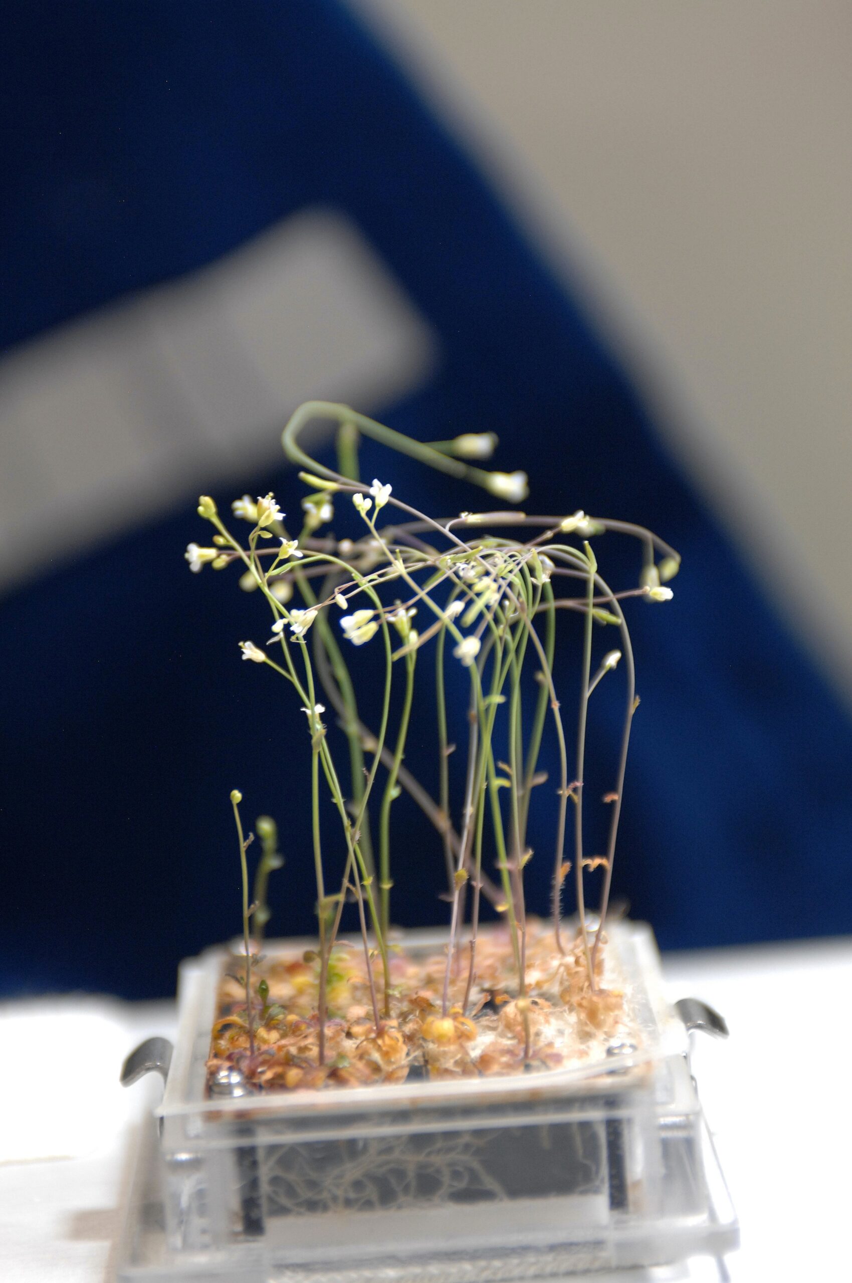 Astronaut Nicole Stott’s Earthrise Moment – World Sensorium / Conservancy