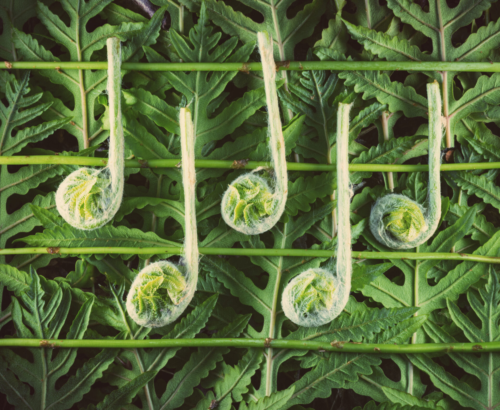 Plantings – World Sensorium / Conservancy