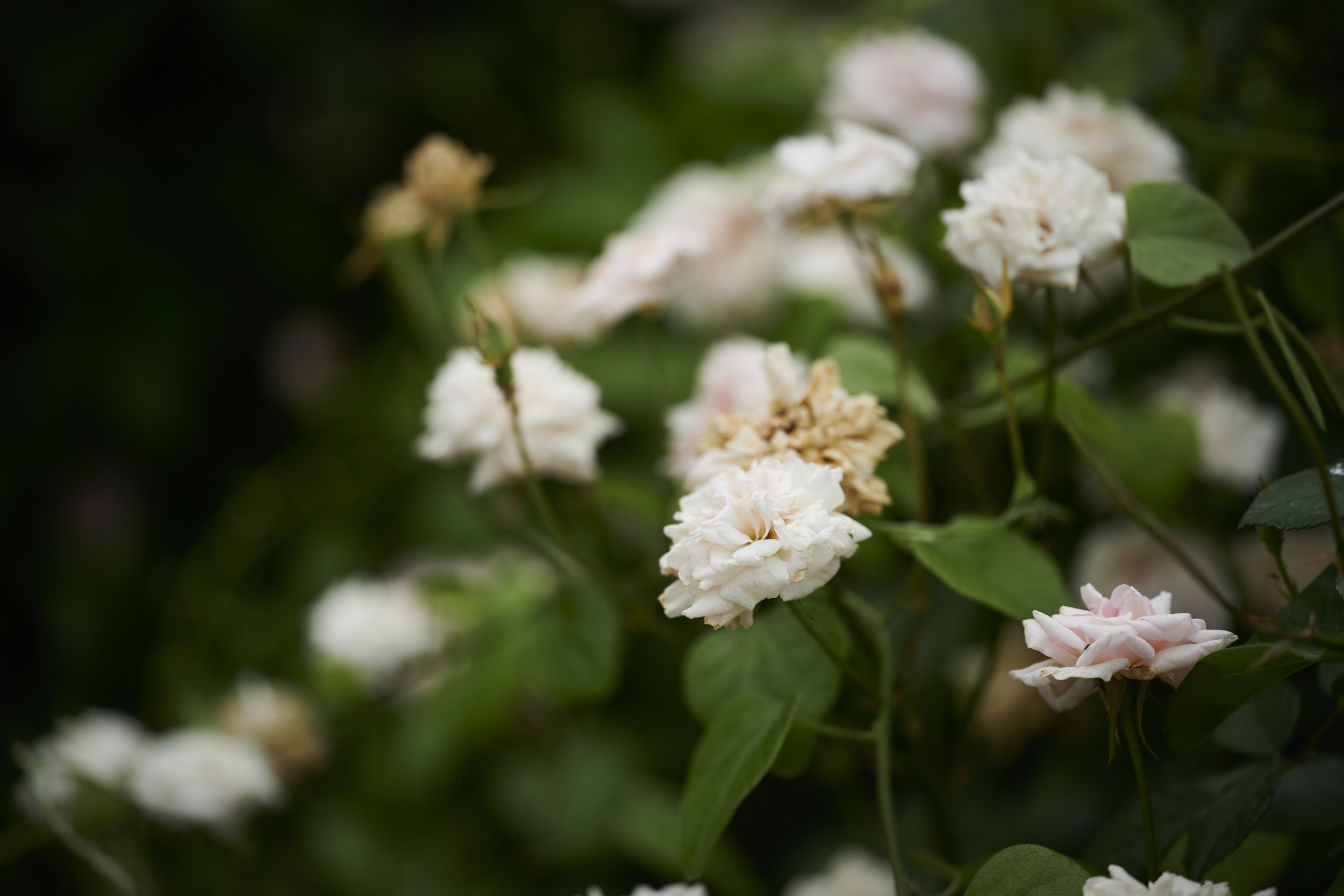 Viriditas: Musings on Magical Plants-Rosa spp. – World Sensorium ...