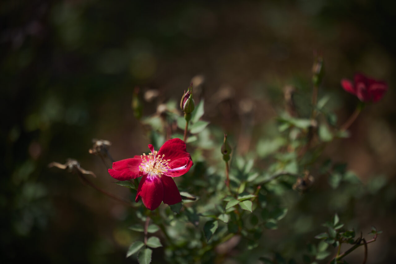 Viriditas: Musings on Magical Plants-Rosa spp. – World Sensorium ...