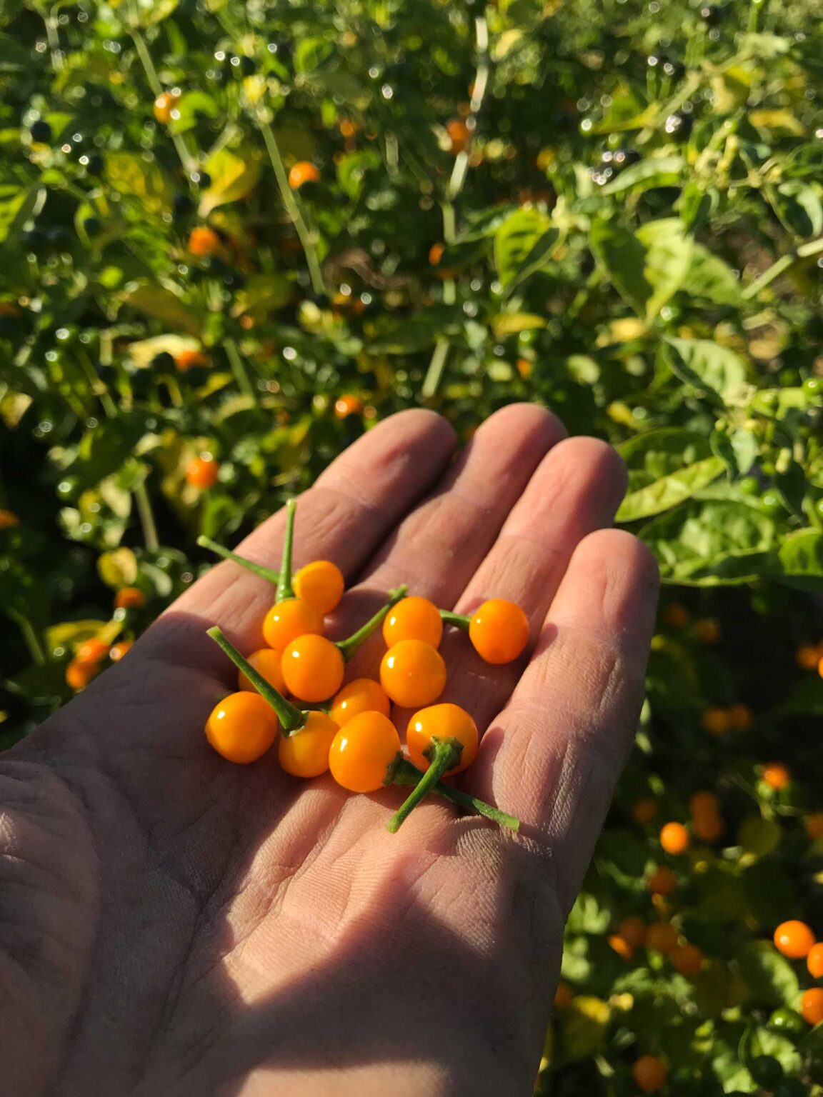 Learning to Grow with The Hampton’s Pepper Professionals – World ...