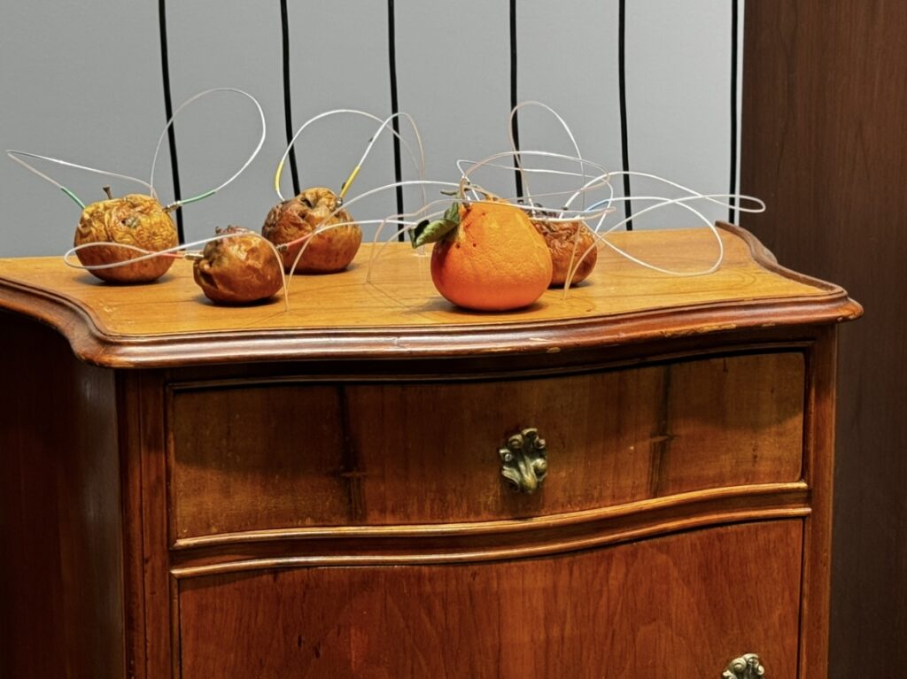Yuko Mohri: Transforming Plant Fruit Decay into Melody and Meaning ...