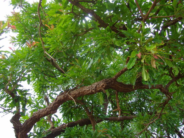 Niger – World Sensorium / Conservancy