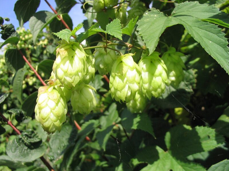 Beyond the Brew: The Medicinal Power of Hops – World Sensorium ...