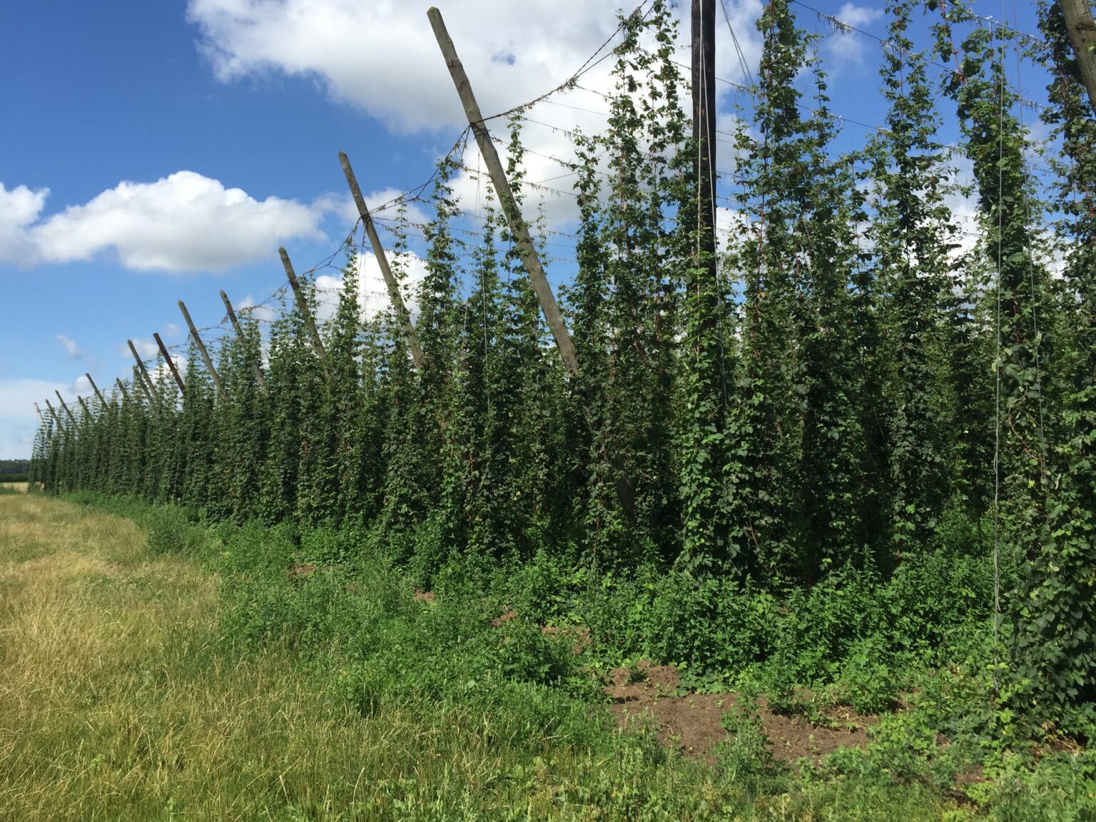 The Art of the Brew: Exploring Hops and Other Plant Ingredients That ...