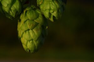 Beyond the Brew: The Medicinal Power of Hops – World Sensorium ...