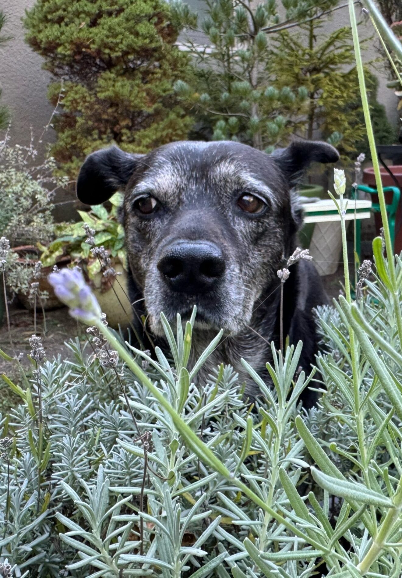 The Healing Instinct: Plants, Animal Behavior and the Origins of ...