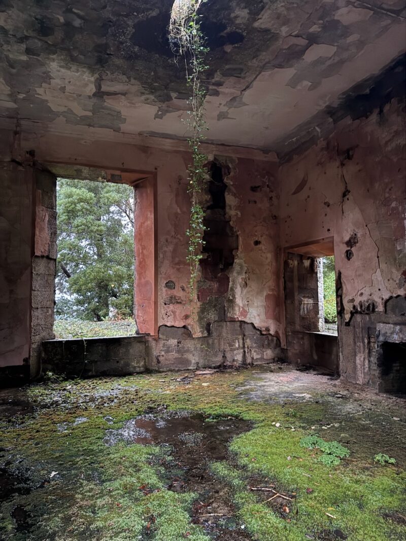 When Two Hemispheres Collide: Where to now for rewilding in Ireland ...