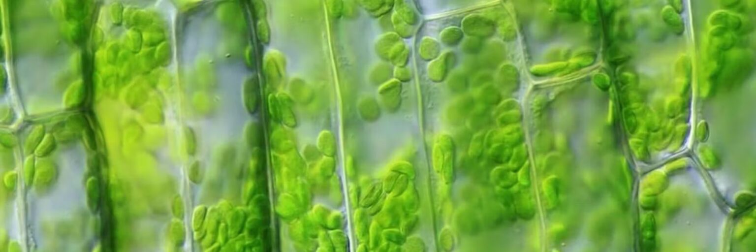 Plant Cells of Different Species Can Swap Organelles – World Sensorium ...